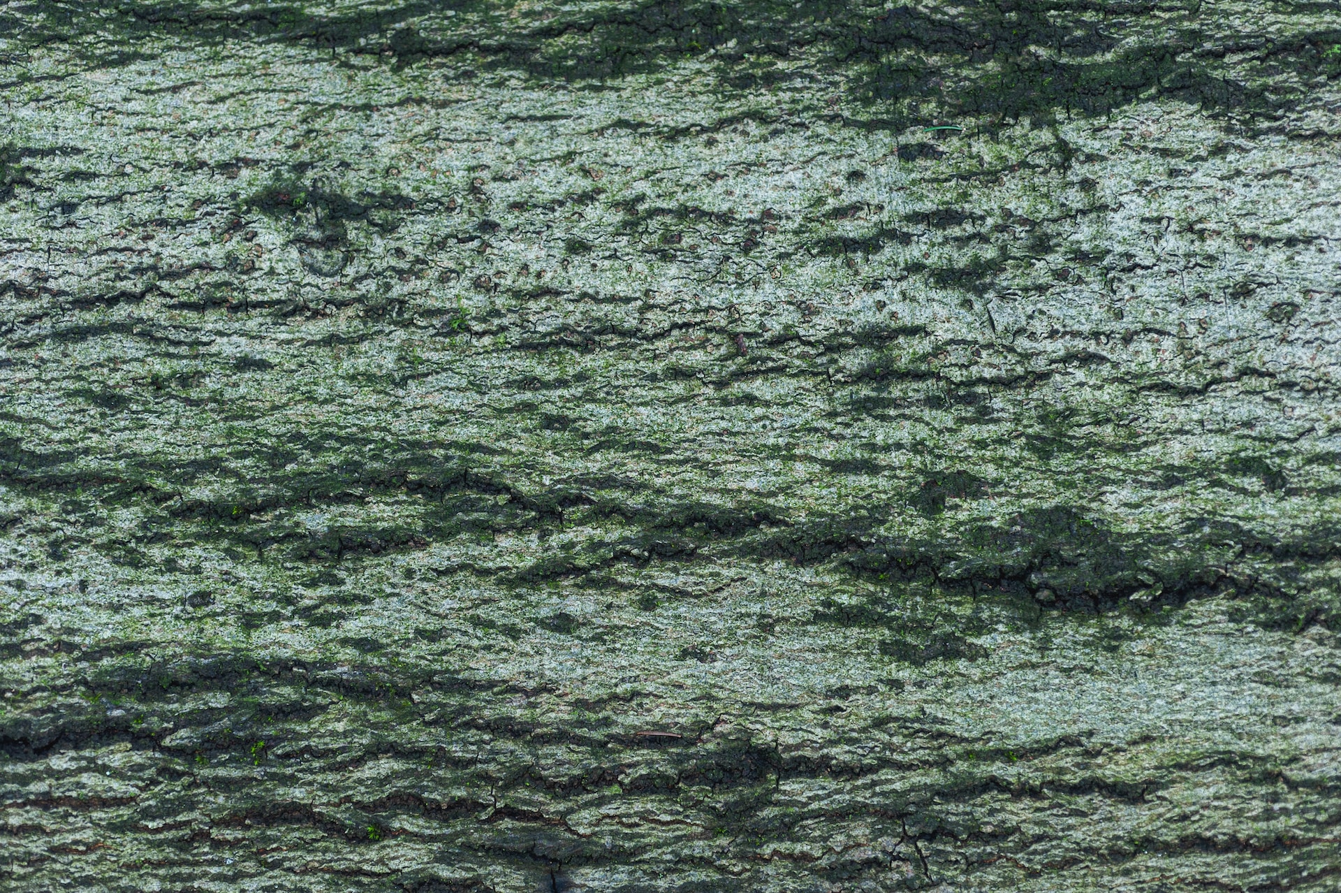 The Science of Mold: Its Growth, Health Effects, and Property Risks